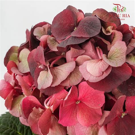 Hydrangea Two Tone Vintage Red Per Stem Wholesale Flowers Delivery