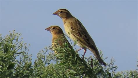Bobolink Long Distance Travelers Cover Vast Miles In Migration The Coastland Times The