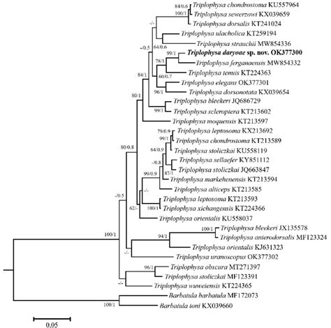 bayesian inference tree based on mitochondrial coi gene sequences of 24