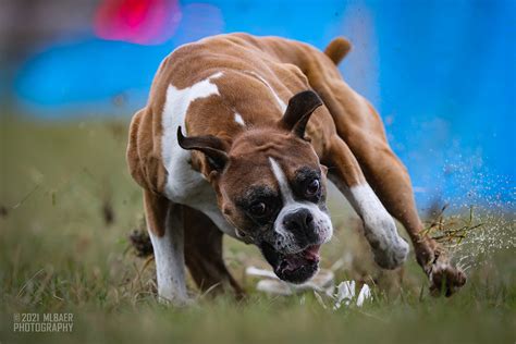 Lure Coursing American Boxer Club Lure Coursing American Boxer Club