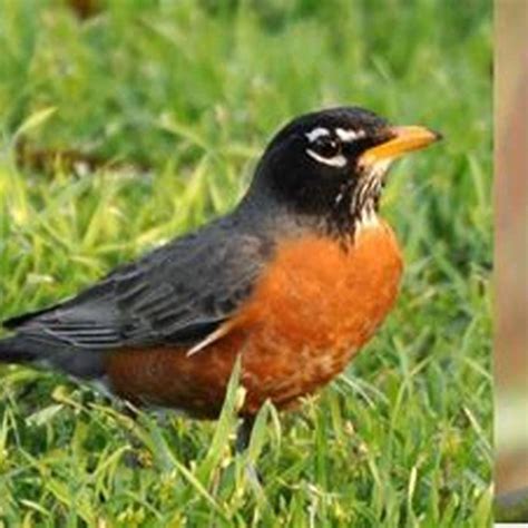 Why Do Robins Feed Other Birds Diy Seattle