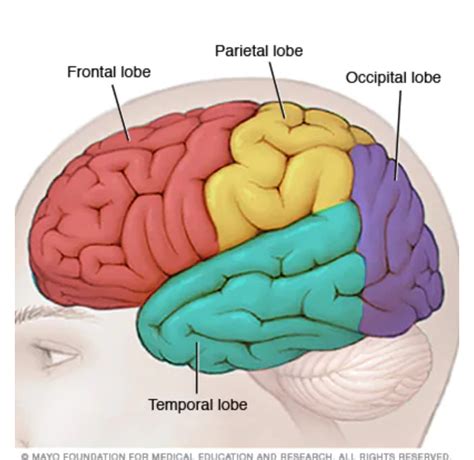 What Are The Lobes Of The Cerebral Cortex Researchgate
