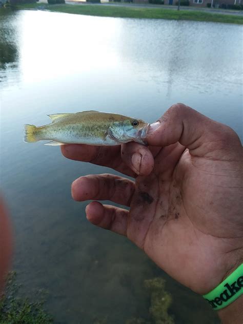 Smallest Bass I Think Ive Ever Caught Rmicrofishing