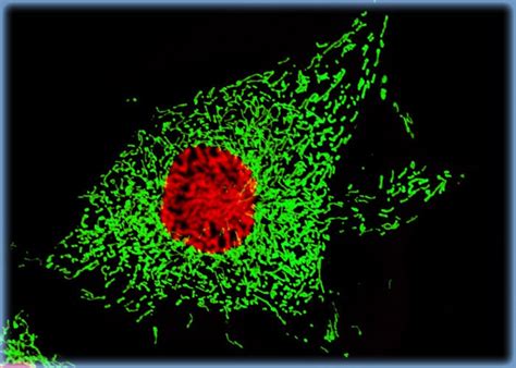 Prophase Nucleus In An Isolated Bpae Cell Stained With Draq5