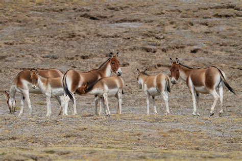 Asian Wild Ass Herd In Wetlands Near Madoa Tibetan Photograph By