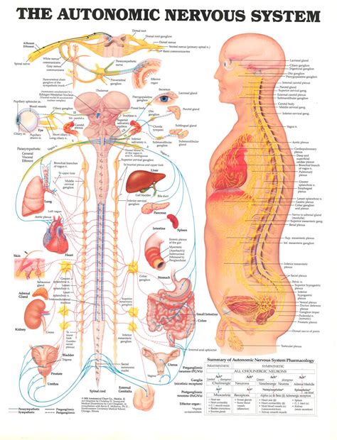 Autonomic Nervous System Anatomy