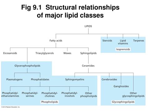 Ppt Chapter 9 Lipids And Membranes Powerpoint Presentation Free