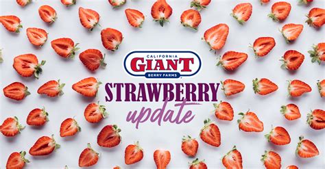Alan Ediger Of California Giant Berry Farms Comments On Current