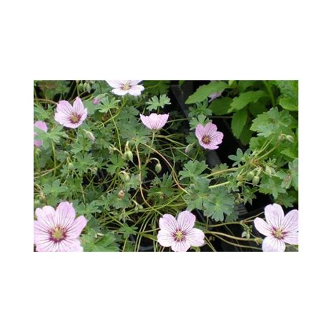 Acheter Géranium Vivace Alice