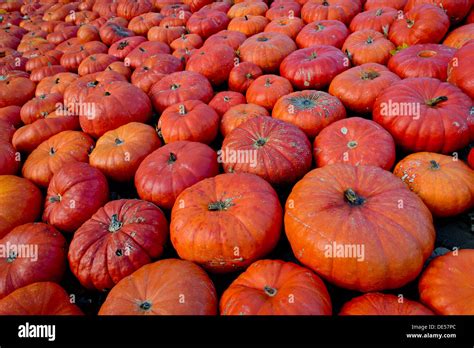 Edible Cucurbita Hi Res Stock Photography And Images Alamy Edible Cucurbita Hi Res Stock Photography And Images Alamy