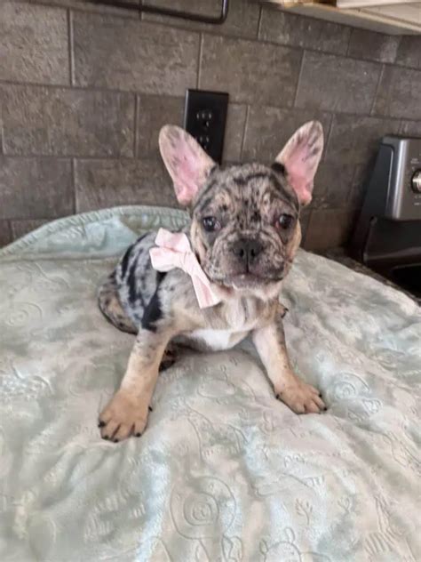 Umberto Blue Merle And Tan French Bulldog Male Available Now The