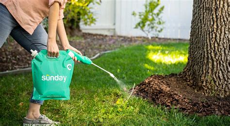 Dandelion Doom Lawn Weed Killer Starter Pack Sunday Lawn Care