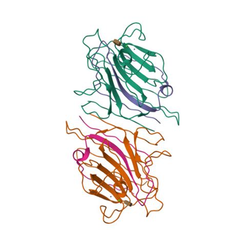 Rcsb Pdb 1lod Interaction Of A Legume Lectin With Two Components Of
