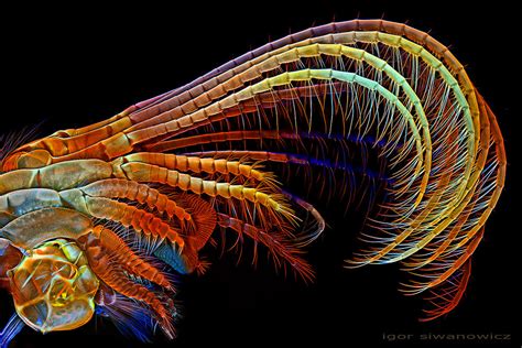 Igor Siwanowicz Laser Scanning Microscope Insect Photos Reveal Their