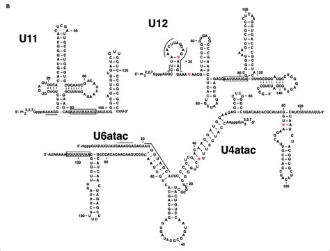 Small Nuclear Rna Snrna Types Structure Steps Functions −