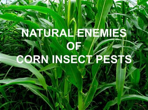 Corn Pests Ne Ppt