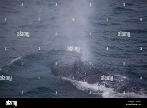 Whale Spraying Water High Resolution Stock Photography and Images - Alamy
