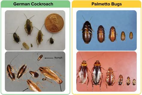 German Roach Vs American Roach Which One To Fear Apb