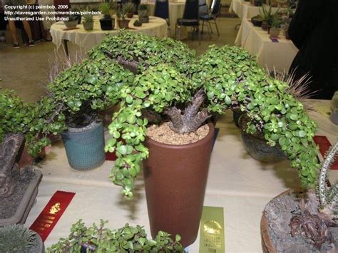 Plantfiles Pictures Portulacaria Species Elephant Bush Elephant Food