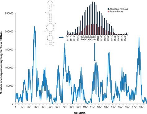 Mrna Rrna Intermolecular Hybridization Affinity Distribution Of Download Scientific Diagram