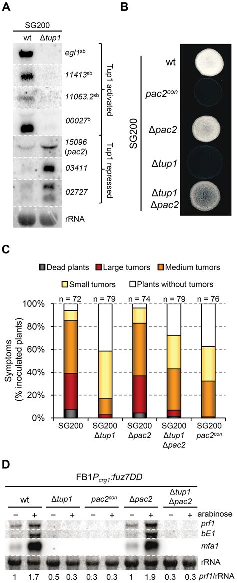 Microarray Validation And Pac2 Mutants Filamentation And Virulence Download Scientific Diagram