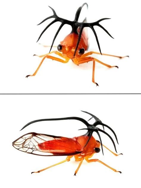 Earth ⚡️ The Spiky Treehopper—an Insect From Another Planet This