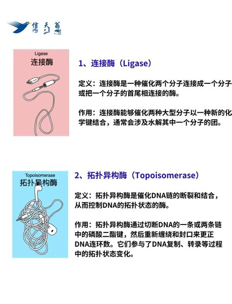 四种核酸酶详解