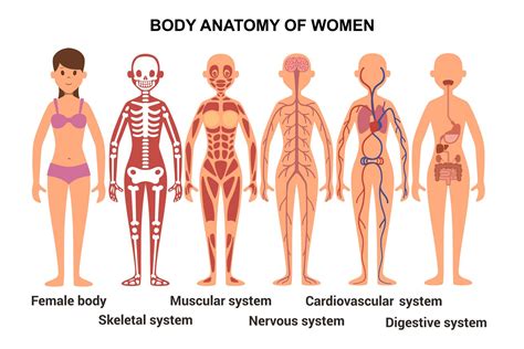 Anatomy Of Female Human Body From The Back Pin On Massage