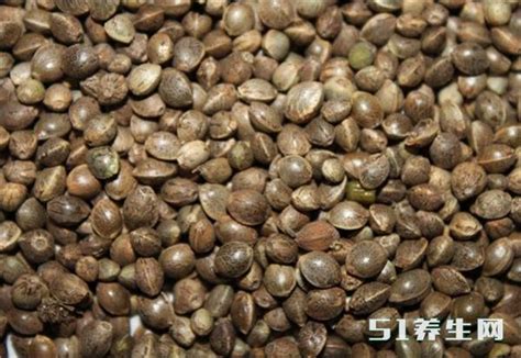 火麻仁的功效与作用 有什么禁忌凤凰网健康凤凰网