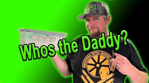 Clutch 8 Egg Cutting Ball Python Youtube