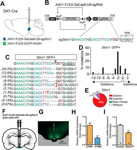 Analysis Of Targeted Stim1 Mutagenesis In Dat Cre Mice And Pomc Neurons Download Scientific