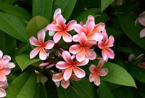 The Beauty And Fragrance Of Tropical Plumerias Aka Frangipanis