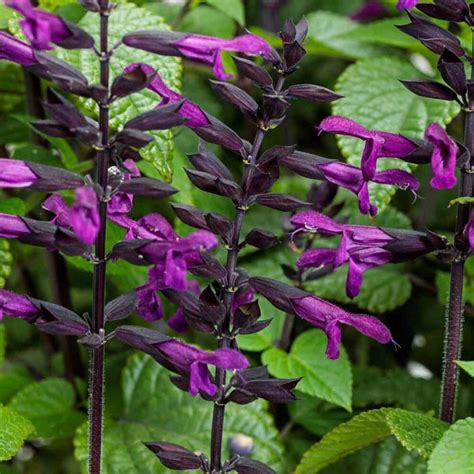 Proven Winners 7 In Royale Rockin Deep Purple Salvia Salvia Hybrid