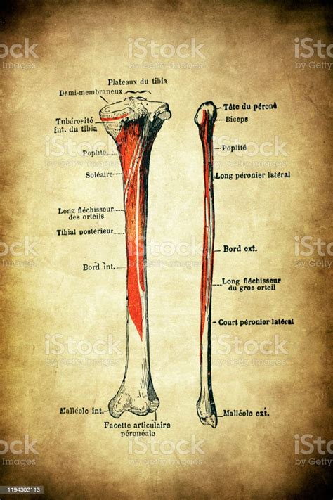 The Muscles Of The Tibia And Fibula Stock Illustration Download Image