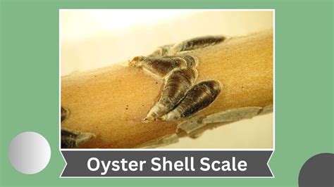 12 Types Of Scale Insects Identification Habitat Lifecycle And Damage