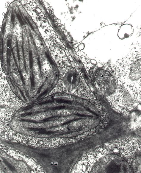 Tem Micrograph Gallery
