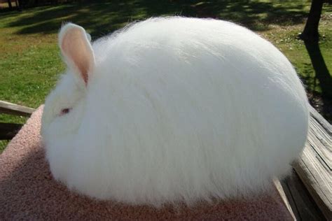 Giant Angora Rabbit Breed Bunny Without Fur Rabbit With No Fur What