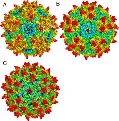 The Capsid Crystal Structure Of The Aav Serotype 8 Aav8 In Three