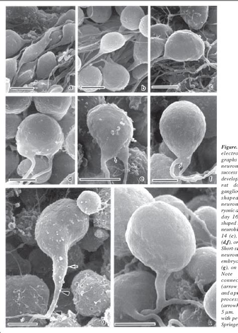 Sensory Neuron Microscope