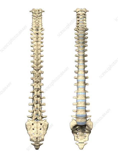 Spinal Column Illustration Stock Image C0599235 Science Photo