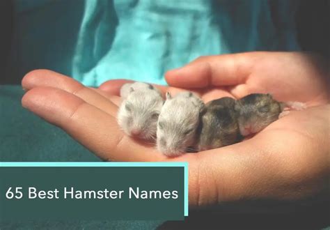 65 Best Hamster Names For A Boy Or Girl Very Many Names