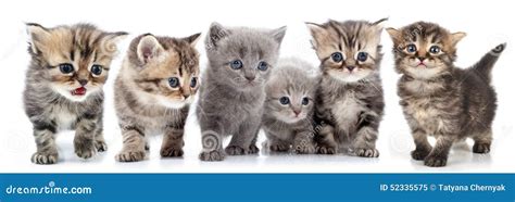 Portrait Of Large Group Of Kittens Against White Background Stock Image