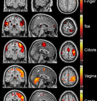 Velvet Élet Ez történik az agyban szex közben