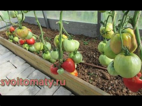 Гигант Подмосковья - YouTube