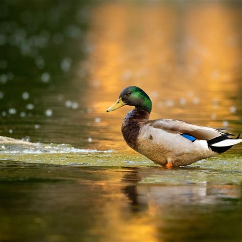 Square Duck Pfp Square Duck Pfp