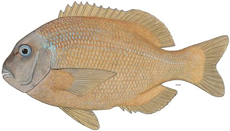 Wwf Sassi List Wwf Sassi