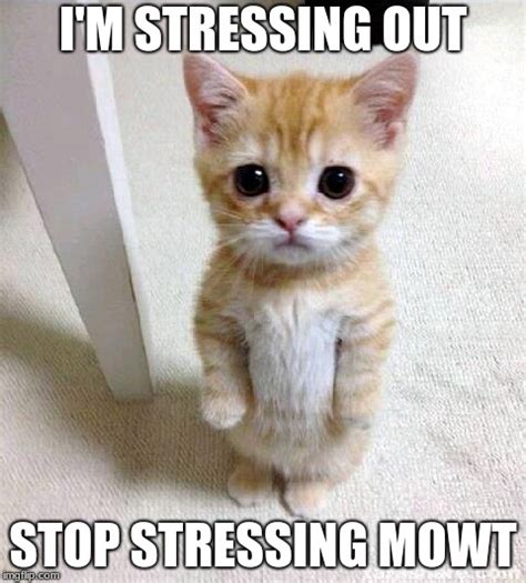 Cute Cat Meme Imgflip