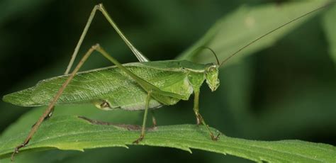 27 Grasshopper Species In North America 2024 Bird Watching Hq
