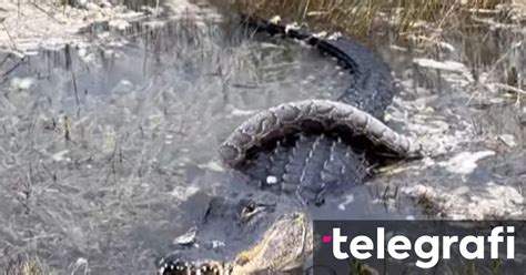 The Three Meter Python Rushed At The Alligator It Suffered Badly It Ended Up In Its Jaws