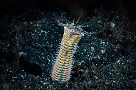 Bobbit Worm